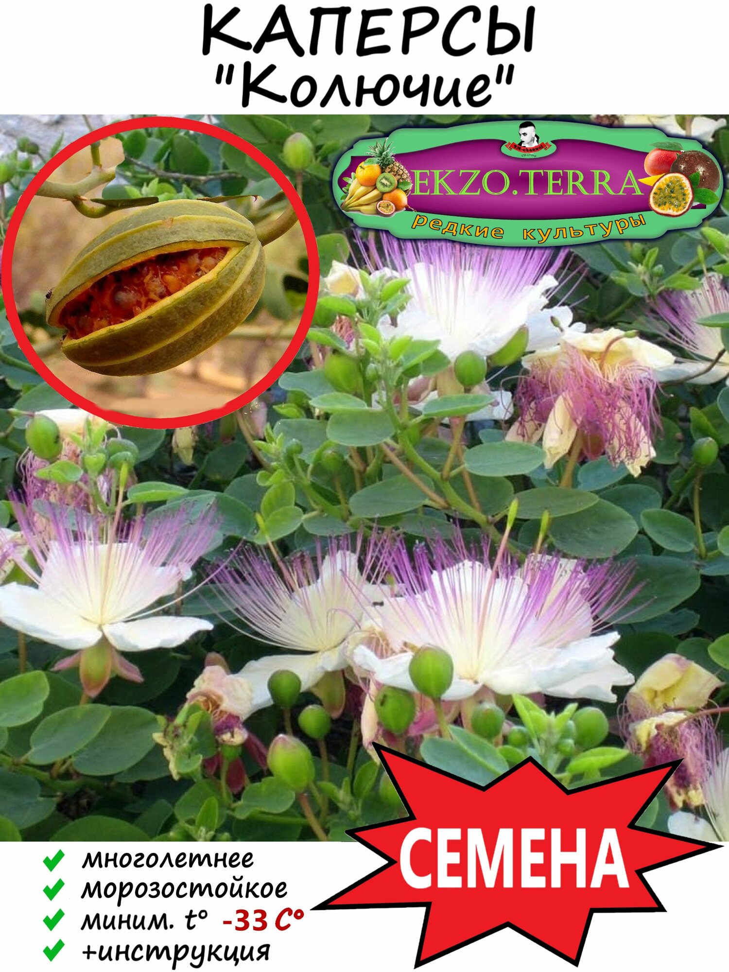 Семена Каперсы Колючие 3 шт.