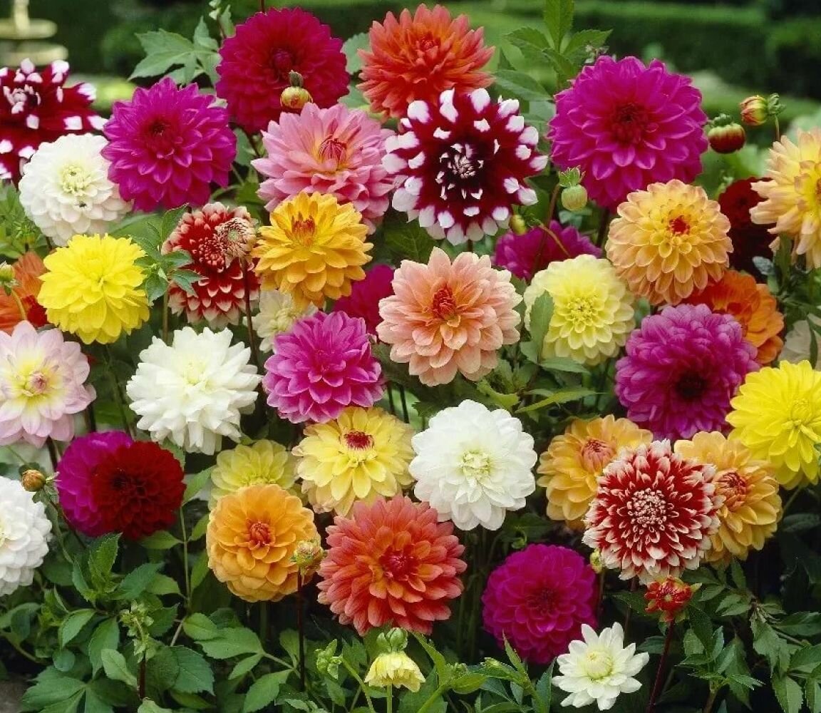 Георгина Яркие Звезды Махровая георгиновидная 0,2г Одн смесь 120см (Цветущий Сад)