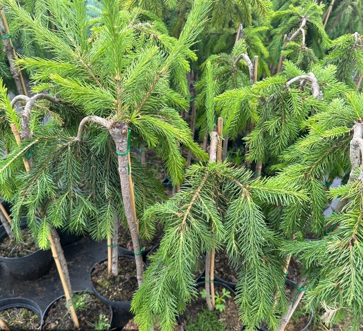 Ель обыкновенная Инверса на штамбе С5