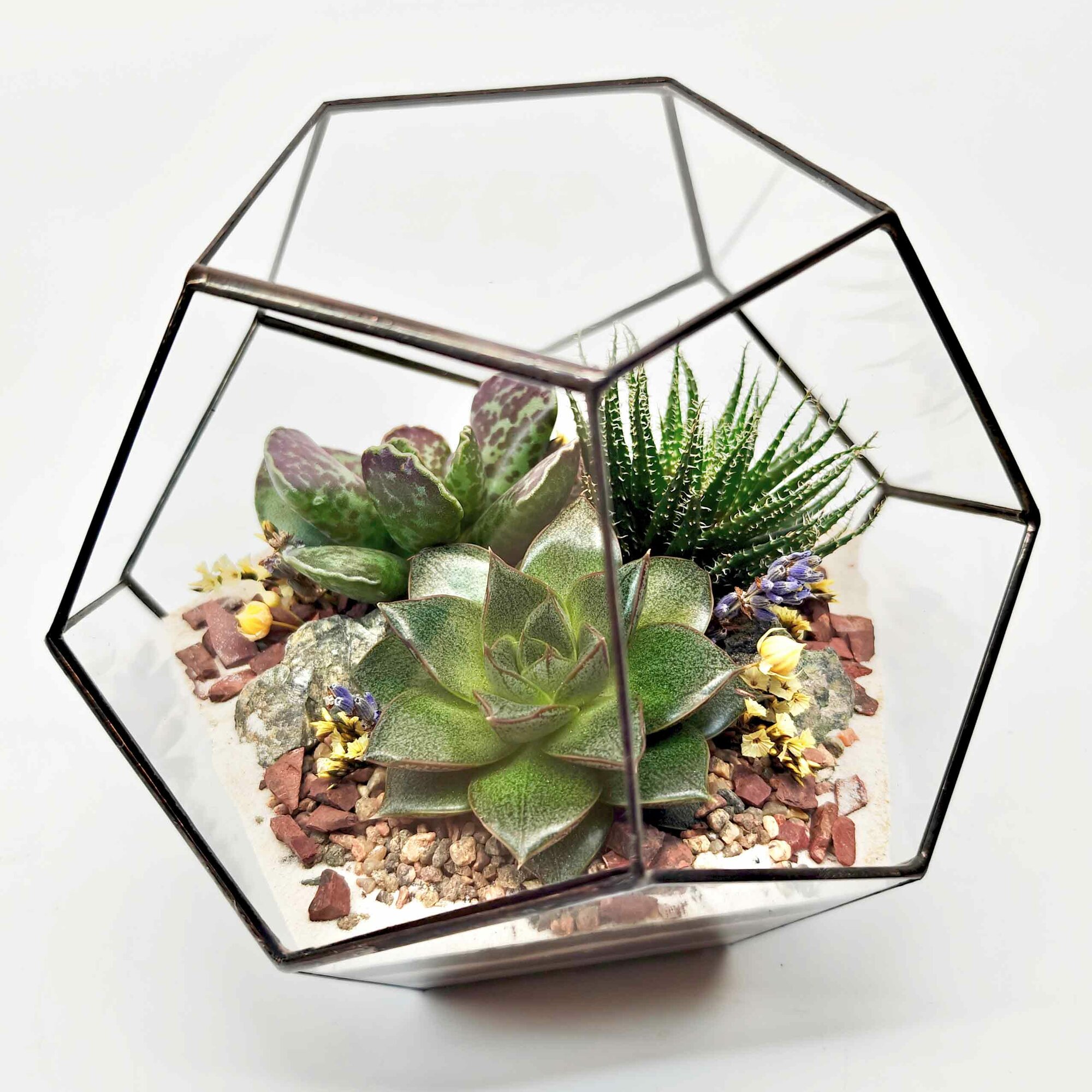 Флорариум с композицией из суккулентов "Теневыносливый" Додекаэдр 16 см.