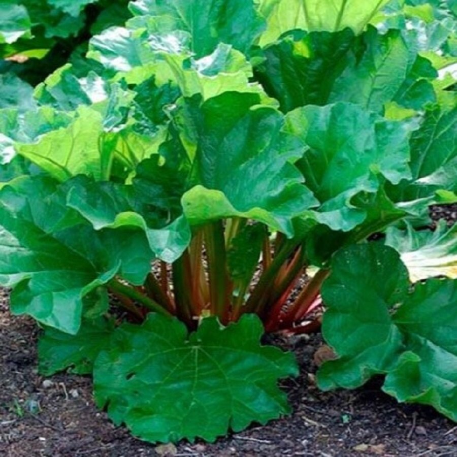 Семена Deodar SEEDS COMPANY Ревень 20 шт.