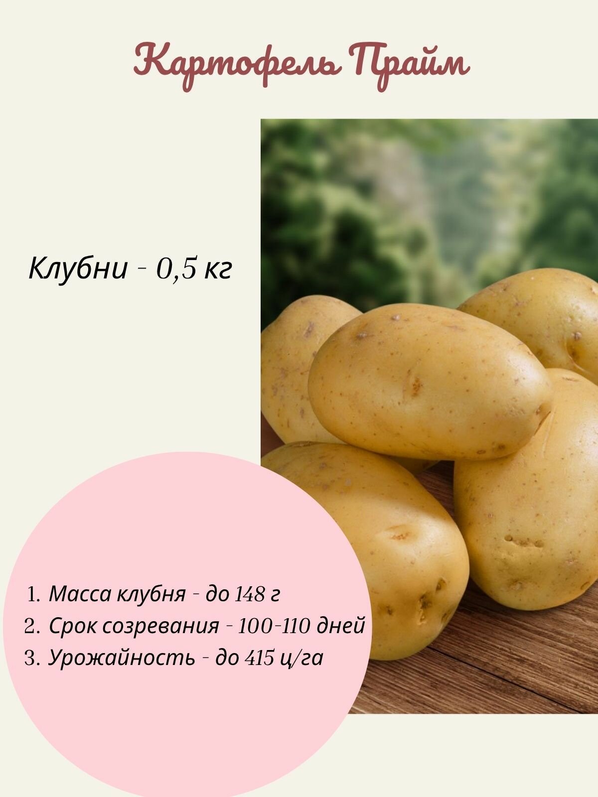 Картофель белый Прайм 0,5 кг на посадку