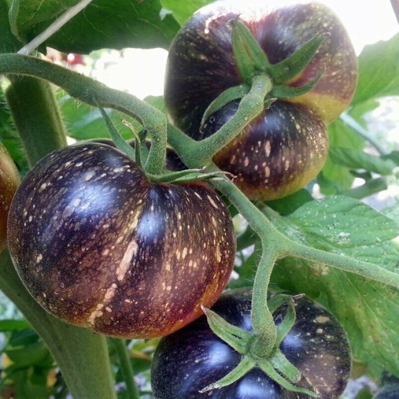 Семена Орешка Томат Темная галактика 10 ШТ