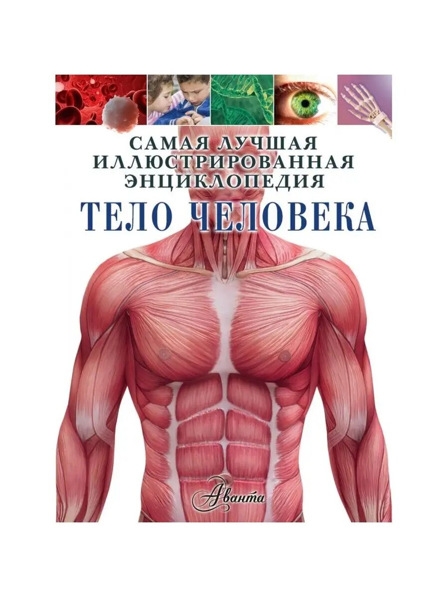 Тело человека