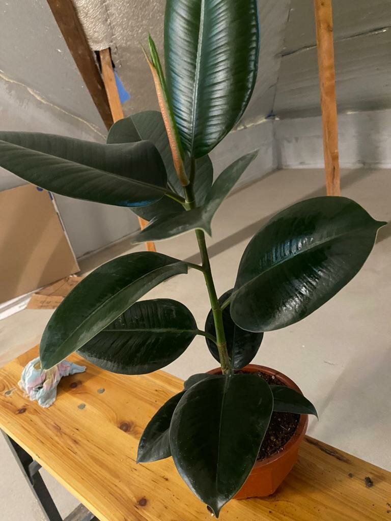 Фикус Эластика