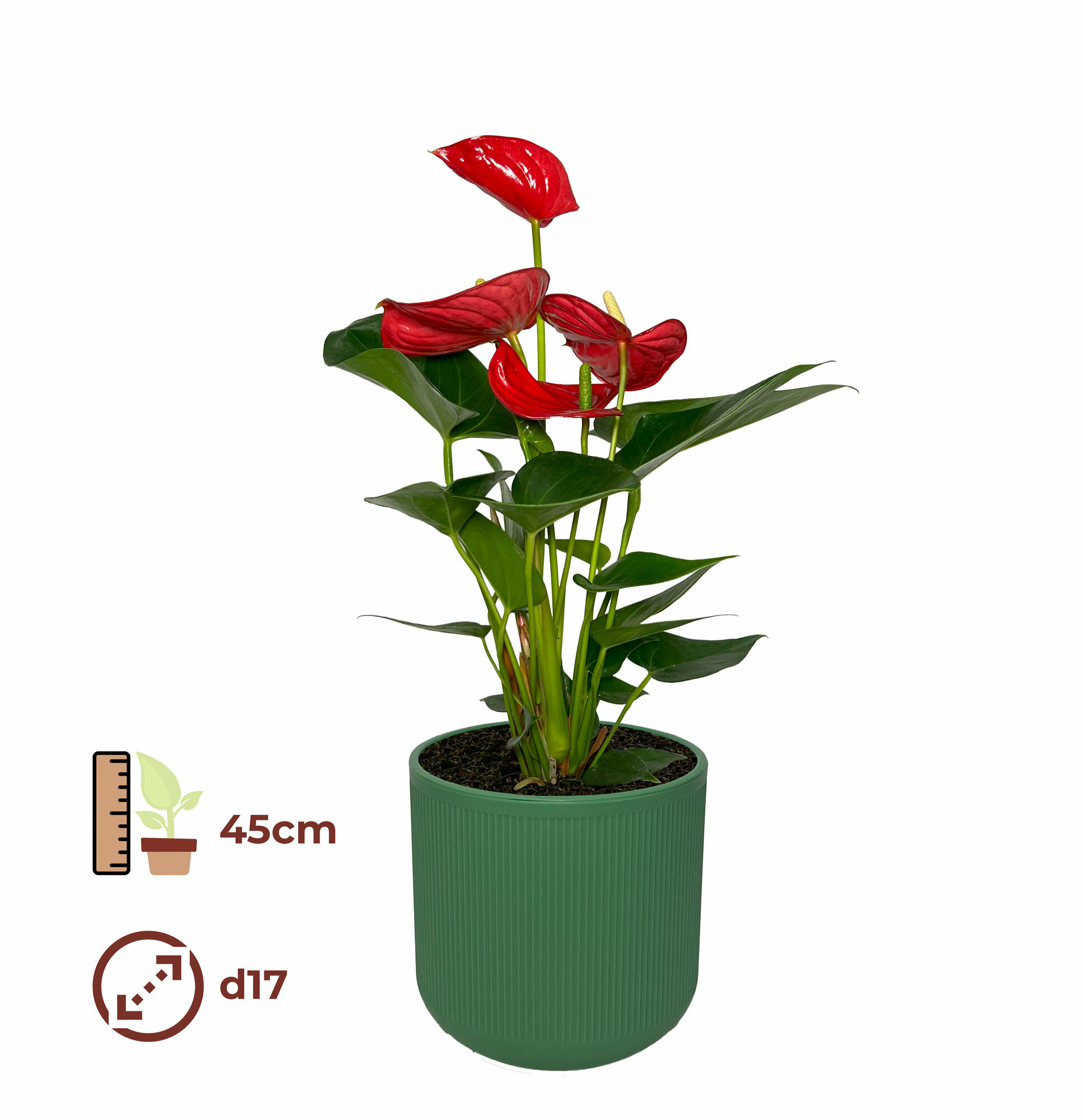 Антуриум Красный 17/45, цвет кашпо зеленый