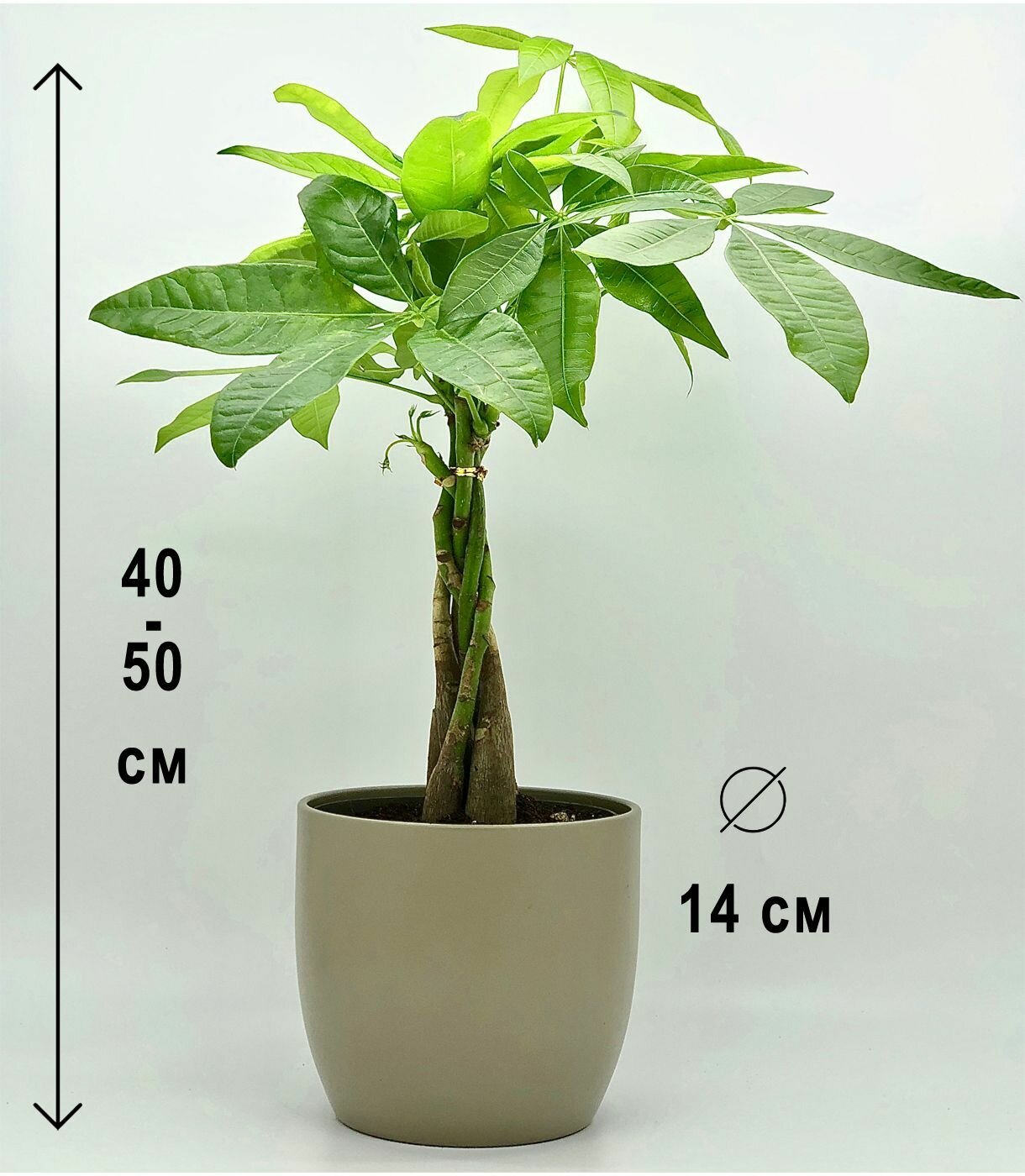 Пахира Акватика в пластиковом серо-коричневом кашпо, высота композиции 40-50 см