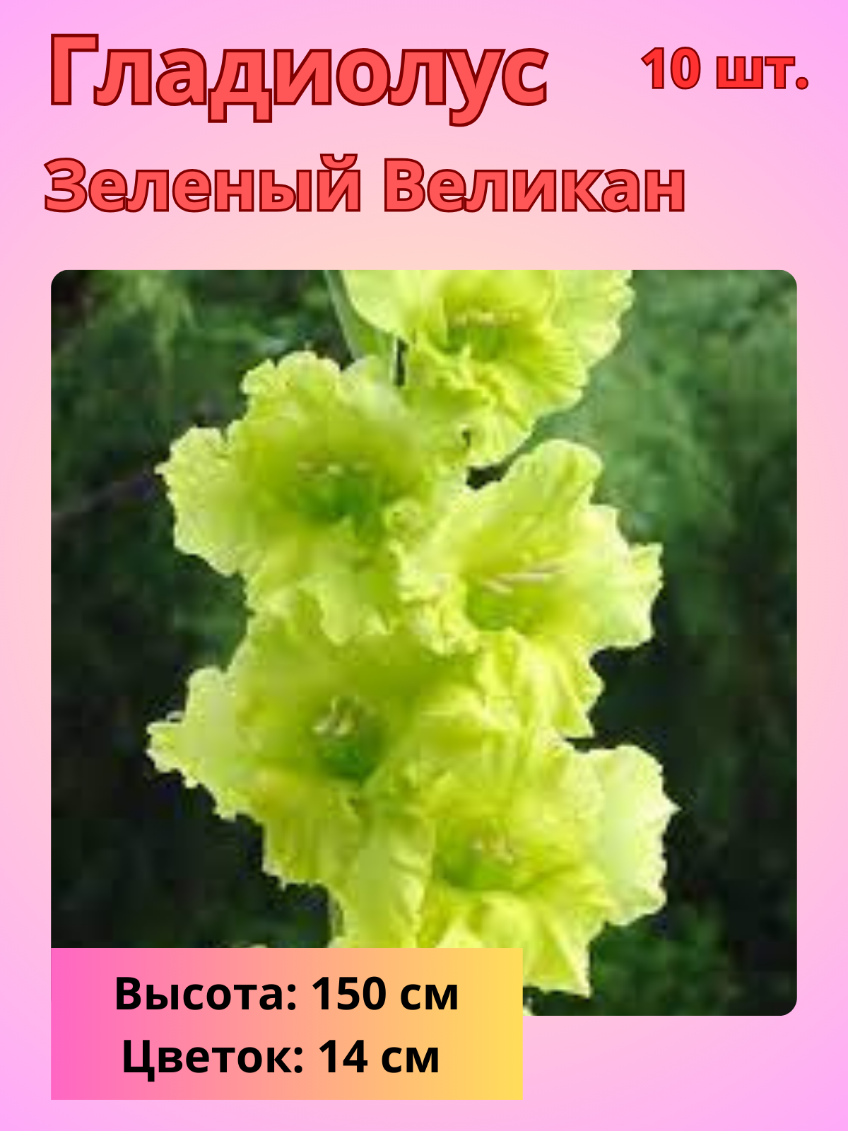 Гладиолус крупноцветковый Зеленый Великан, луковицы Гладиолуса