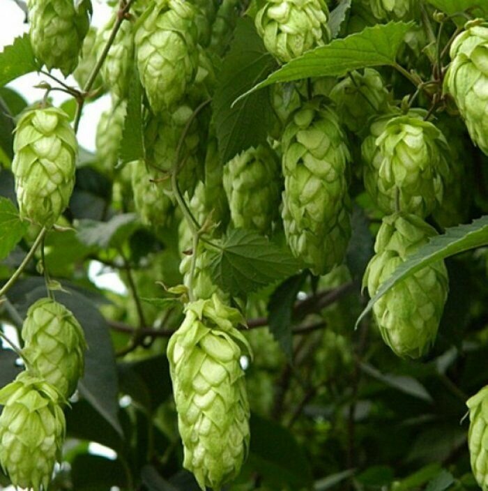 Семена растения Хмель обыкновенный