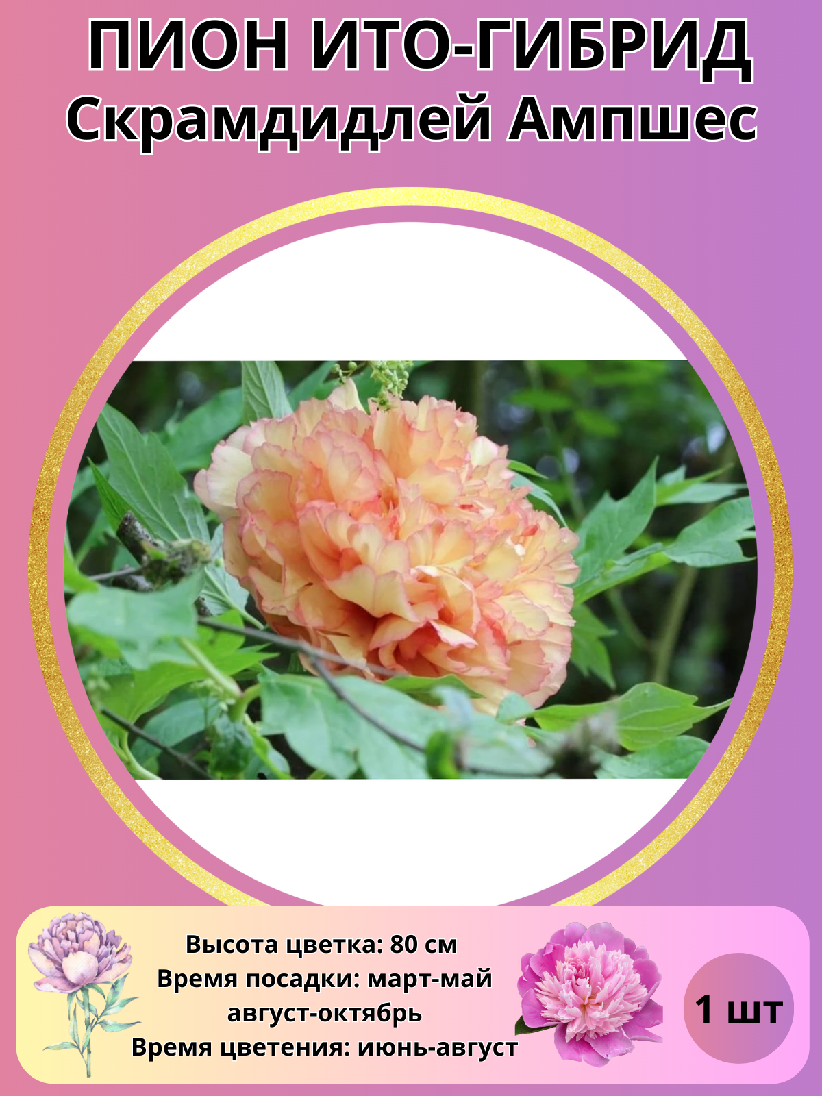 Пион ИТО-гибрид Скрамдидлей Ампшес, многолетние цветы