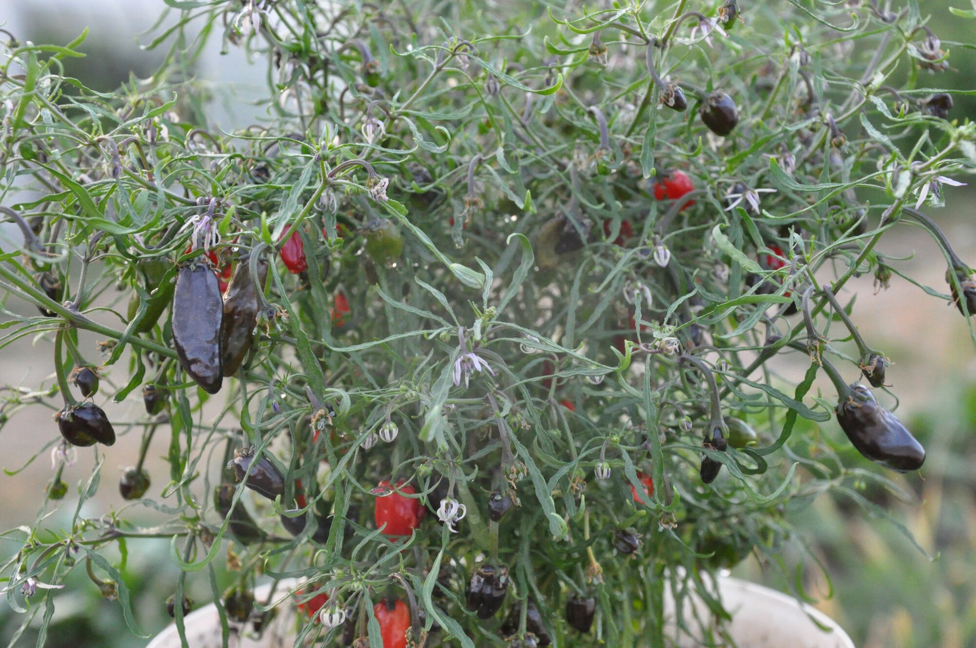 Семена Острого перца Mutant Black 7шт+ бонус