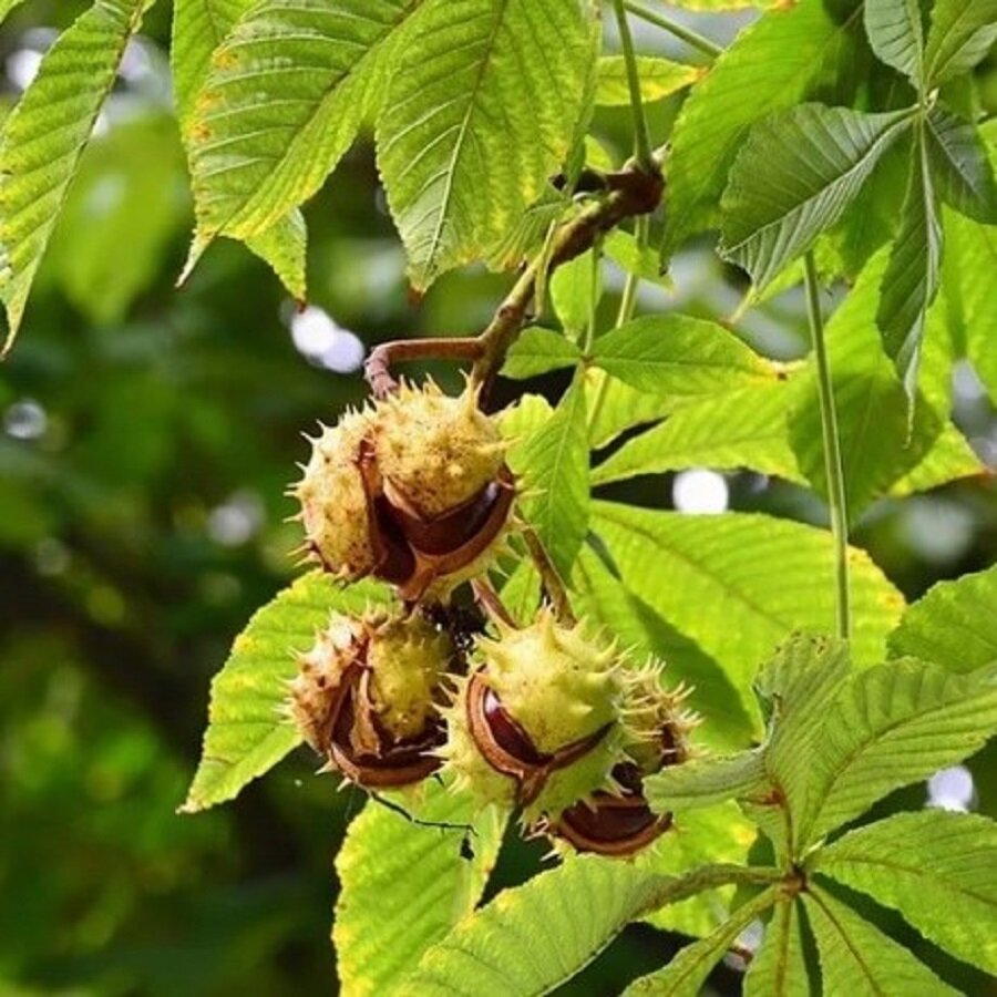 Семена Deodar SEEDS COMPANY Каштан конский 5 шт.