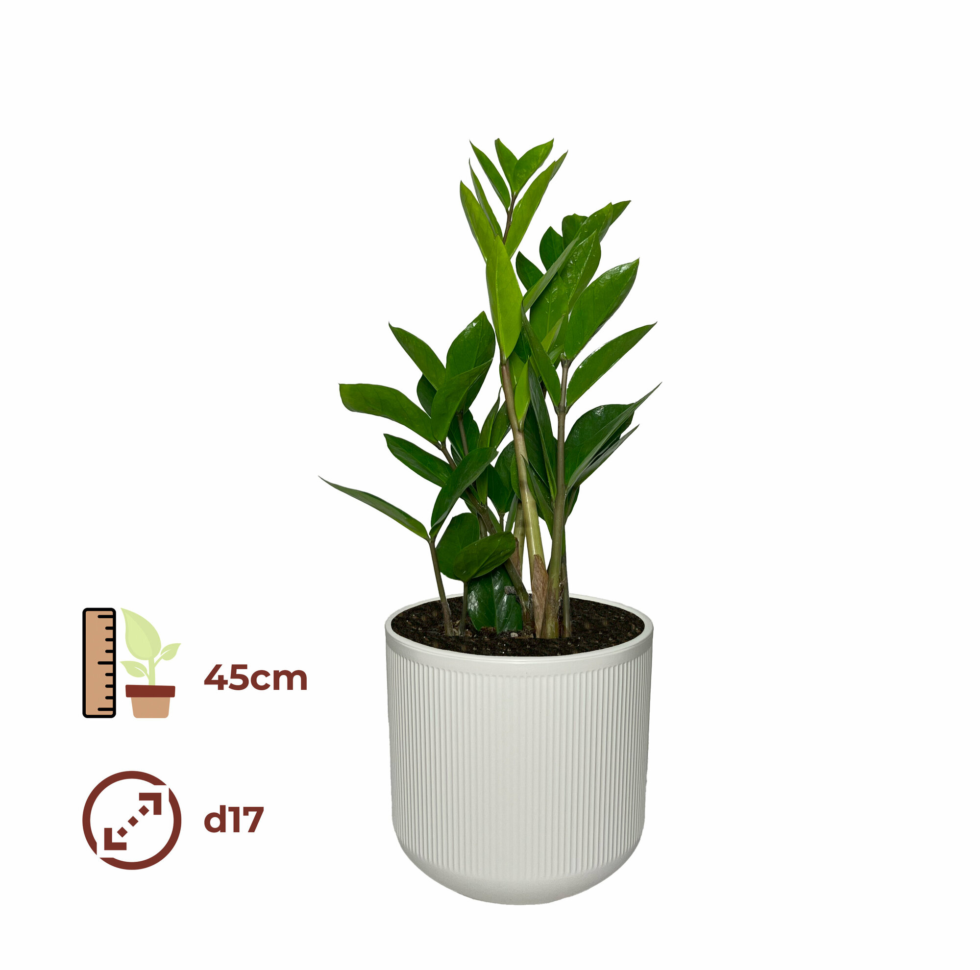 Замиокулькас 17/45, цвет кашпо белый
