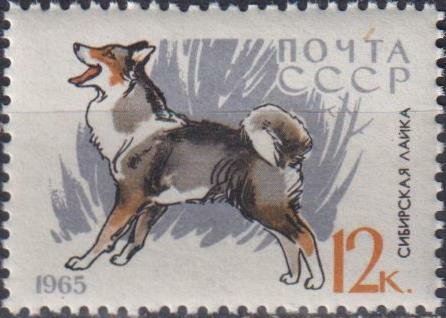 Почтовые марки СССР 1965г. "Сибирская лайка" Собаки MNH