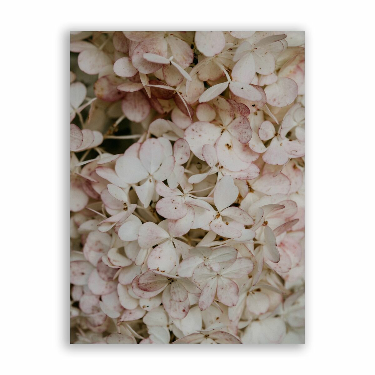 Постер цветы на бумаге / Гортензия / Размер 30 x 40 см
