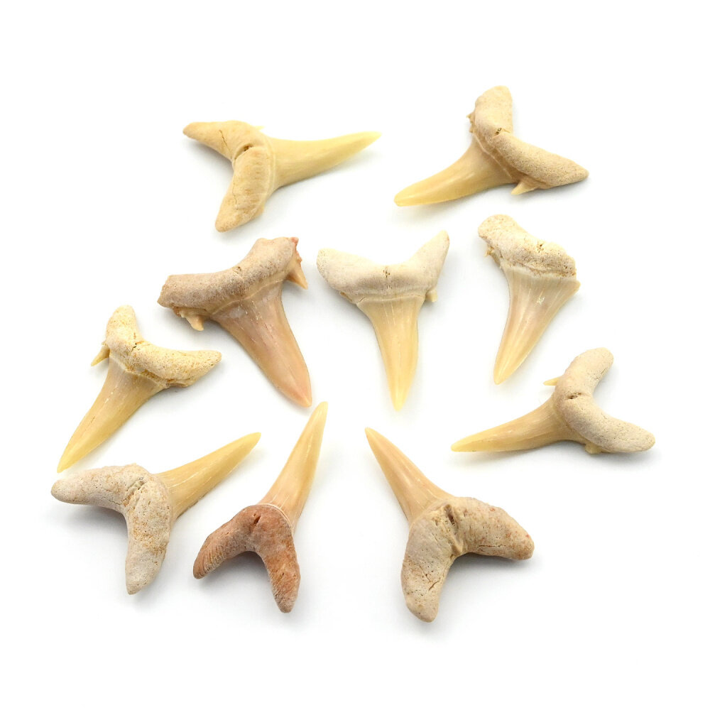 Минерал зуб акулы "Serratolamna" 11*5*15мм .