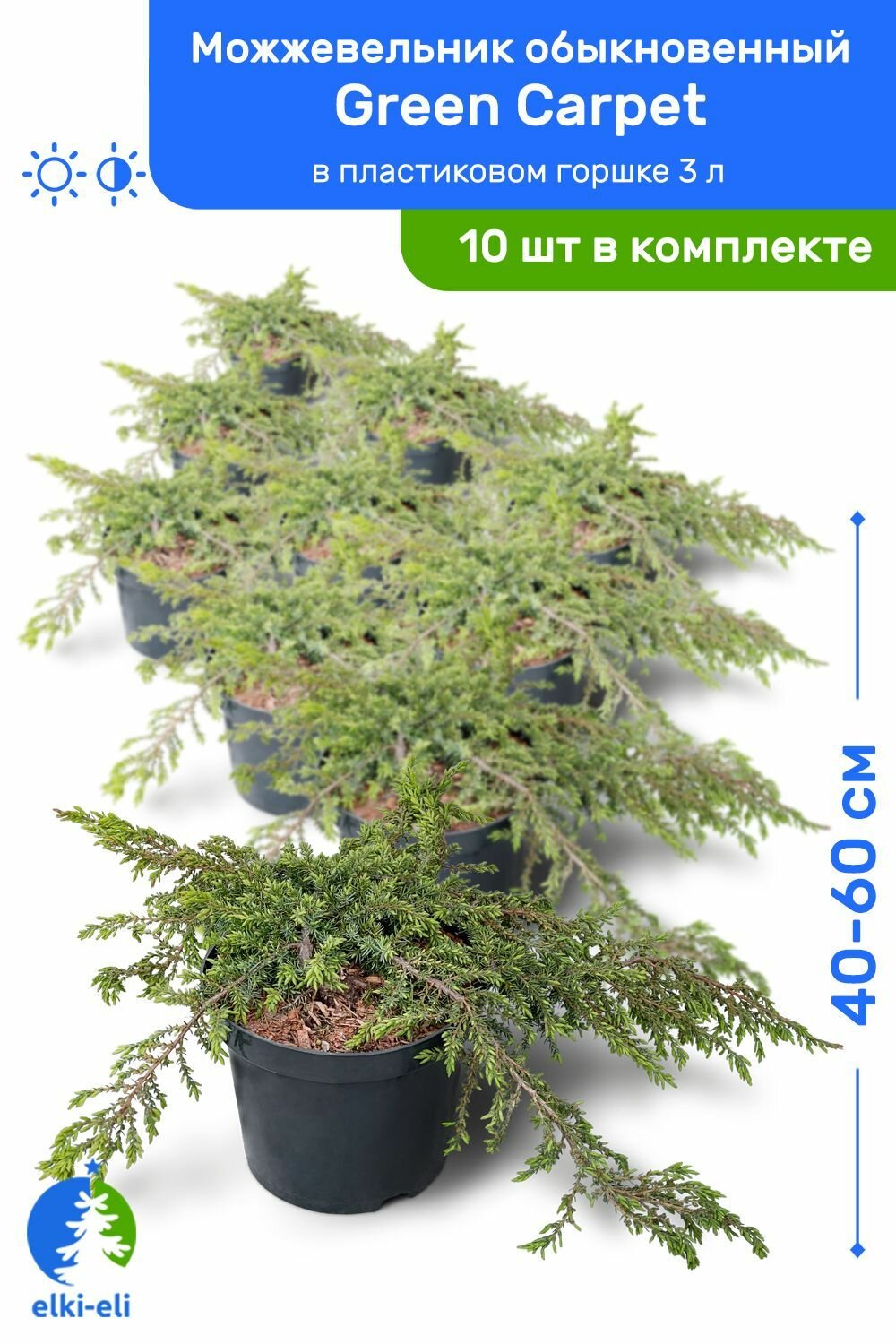 Можжевельник обыкновенный Green Carpet (Грин Карпет) 40-60 см в пластиковом горшке 3 л, саженец, хвойное живое растение, комплект из 10 шт
