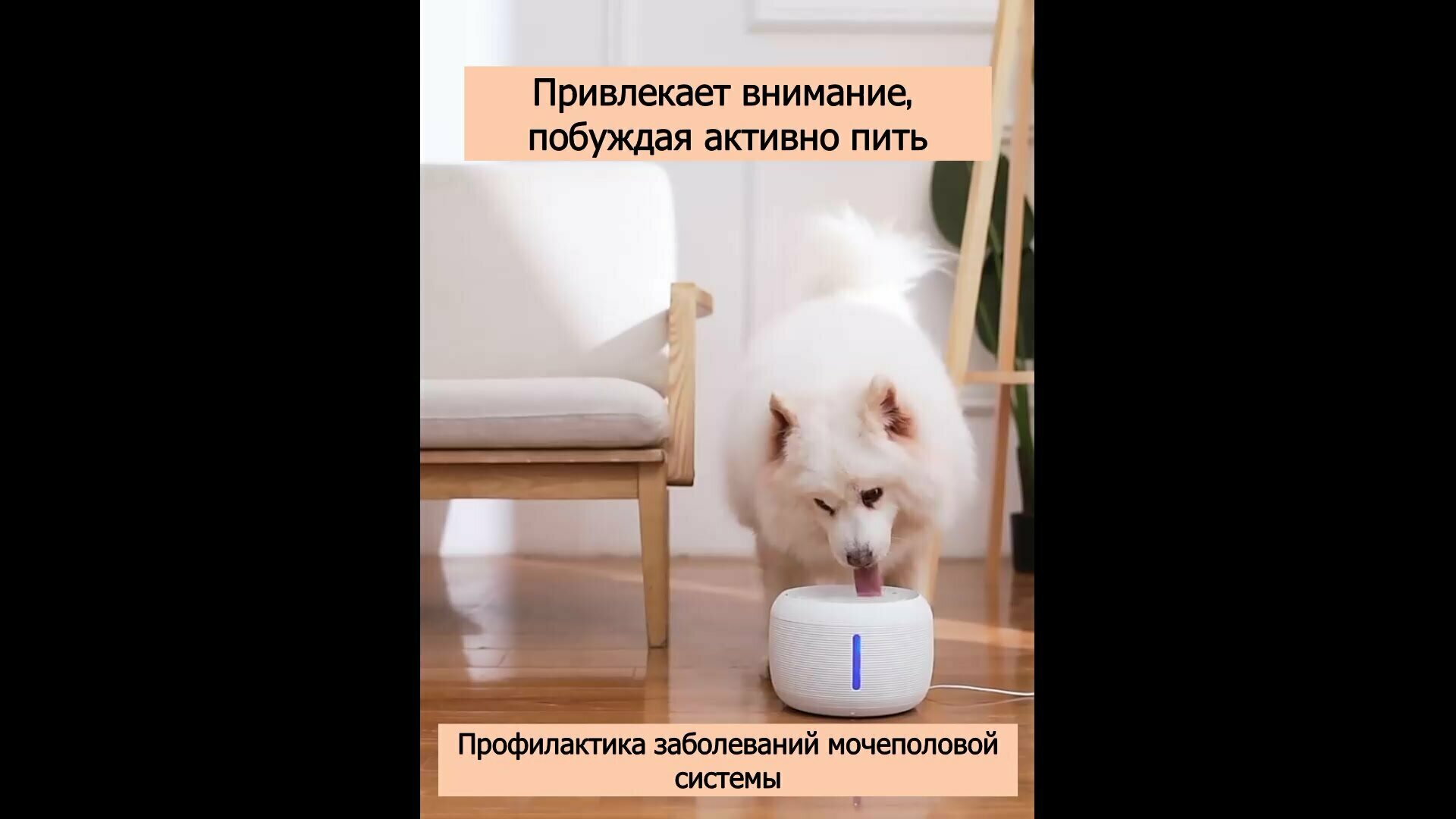 Фонтанчик для кошек питьевой , питьевой фонтан для кошек с угольным фильтром HAFREE