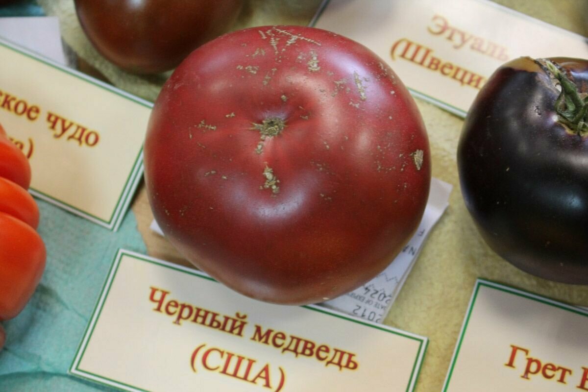 Коллекционные семена томата Чёрный медведь