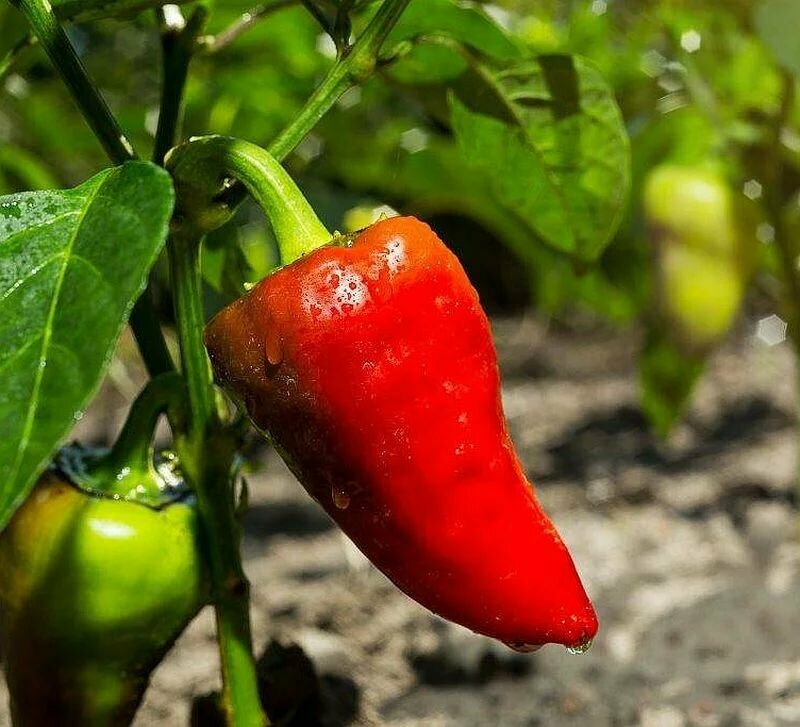 Коллекционные семена перца сладкого Гордость России