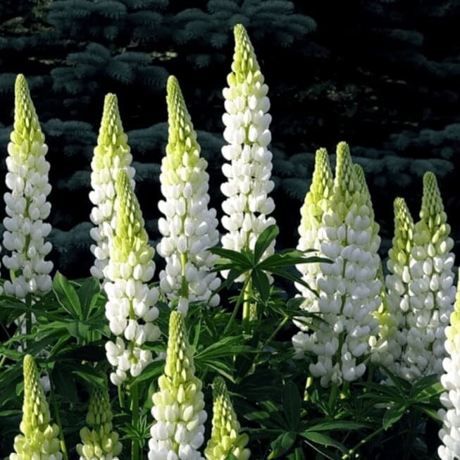 Люпин Белый аист (1 гр.), Агрофирма Поиск, Россия