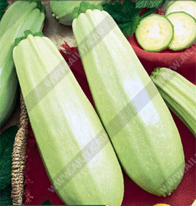 Семена Кабачок белоплодный Умка