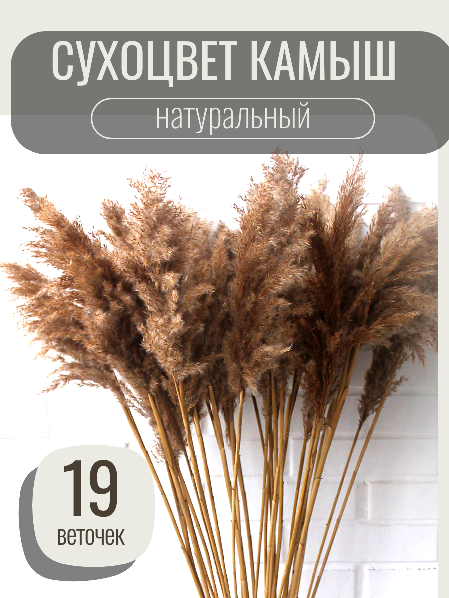 Сухоцветы для интерьера, камыш, пампасная трава. 19 веточек, 80см