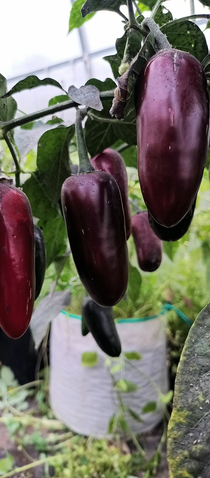 Семена Острого перца Jalapeno Black Maroccan 7шт+ бонус