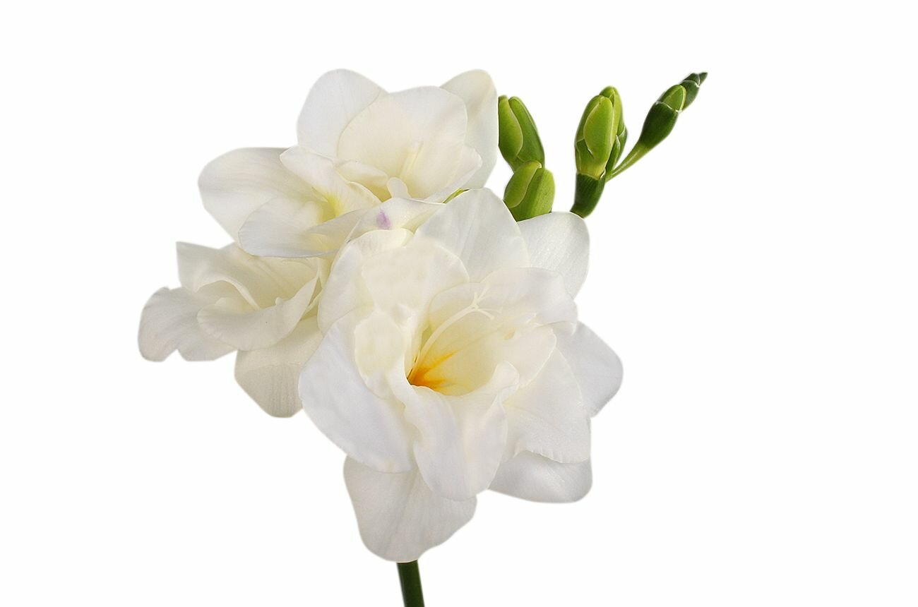 Фрезия Enkelbloemig Florence 1шт