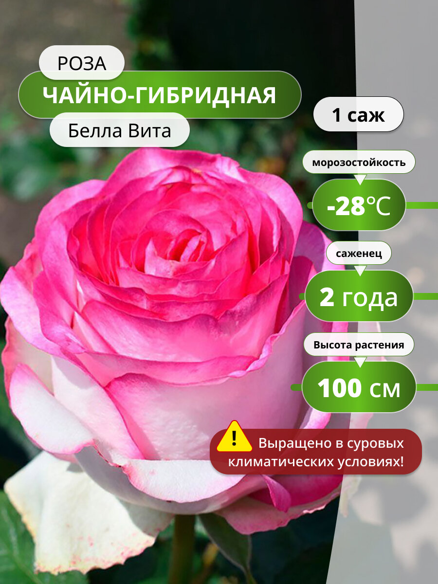 Роза чайно-гибридная Белла Вита (Bella Vita) / 1 шт, розы многолетние