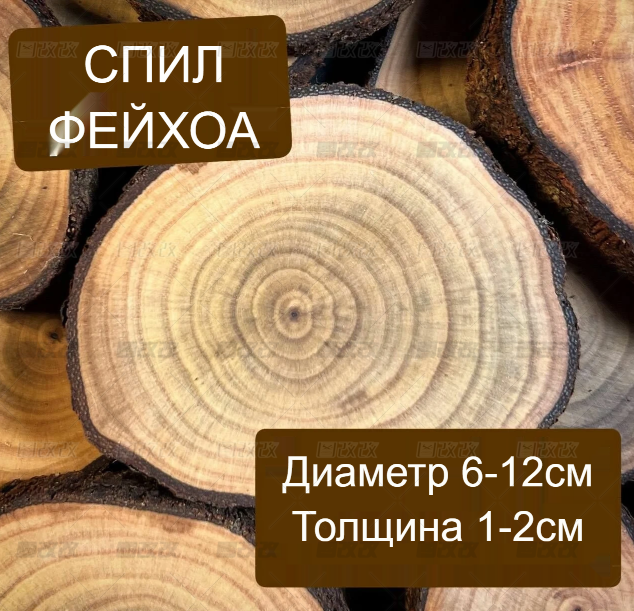 Спил дерева Фейхоа, диаметр 6-12 см, толщина 1-2 см, 1шт
