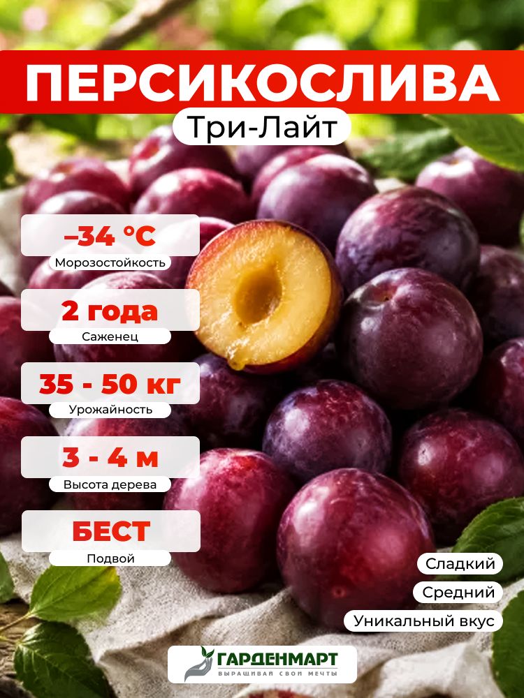 Саженец Персикослива (фрукт из сказок) Три-Лайт