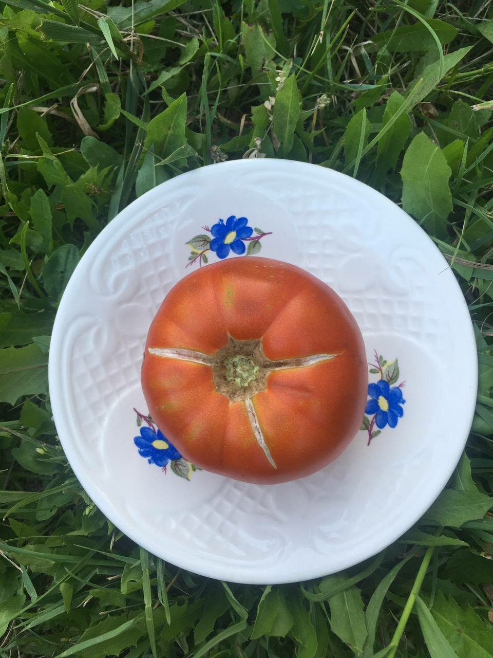 Семена редкого сорта томатов "Ранневесенний Король", 10 шт