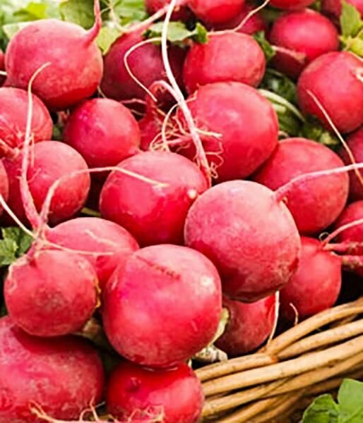 Коллекционные семена редиса Ролекс F1