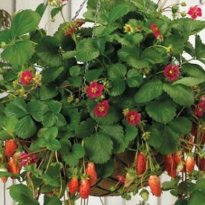 Земляника Чаровница