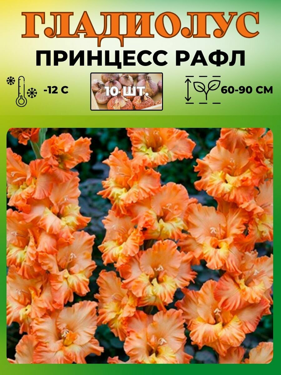 Гладиолус крупноцветковый, луковицы 10шт.