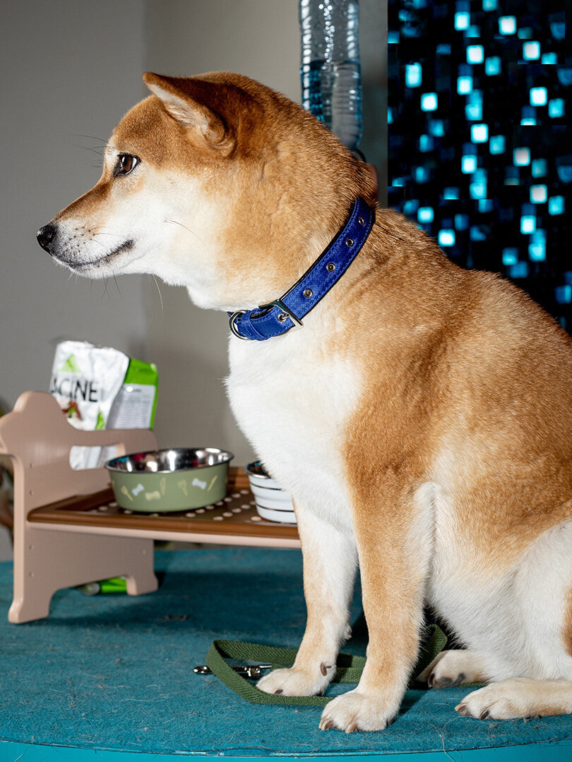 Нейлоновый ошейник Japan Premium Pet DAISKI для собак, синий, размер M