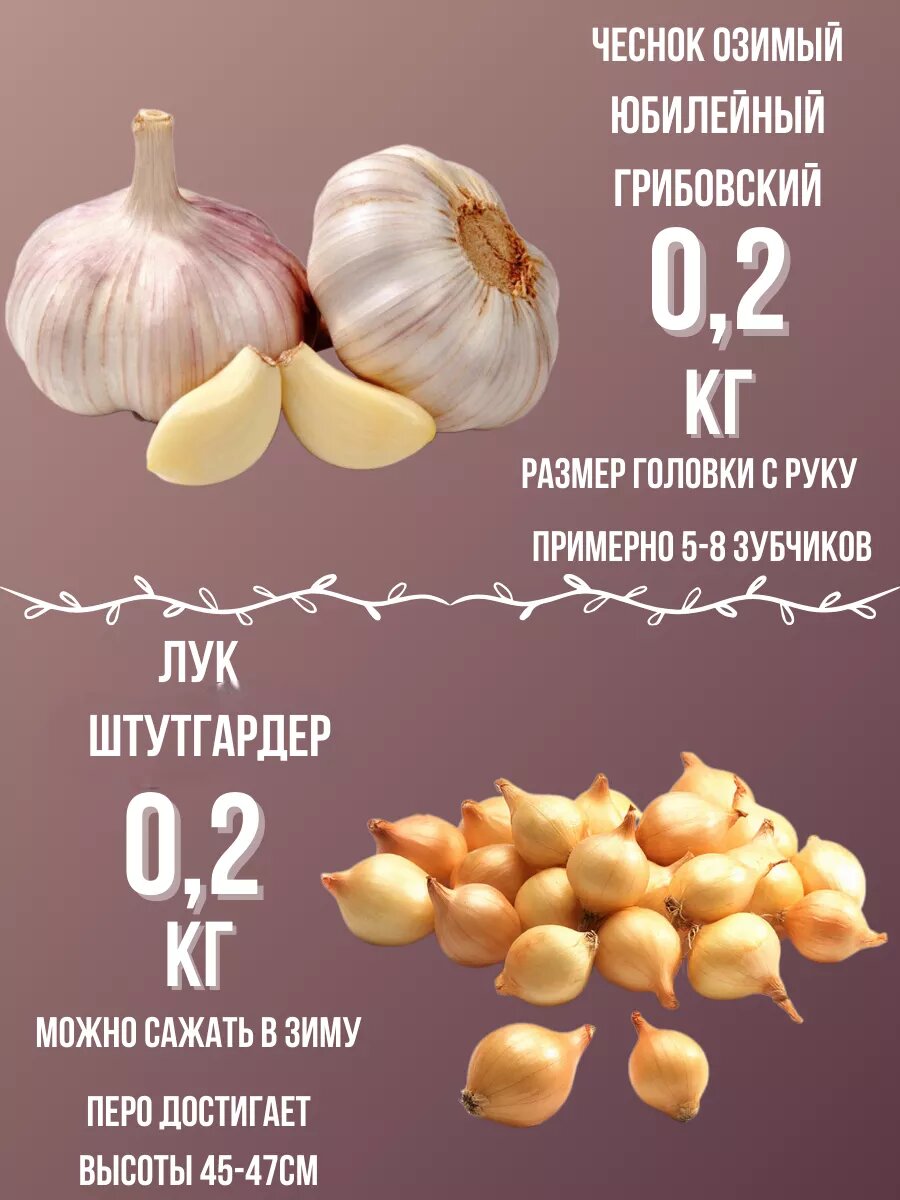 Набор Лук Штутгардер и Чеснок Озимый 0,2кг