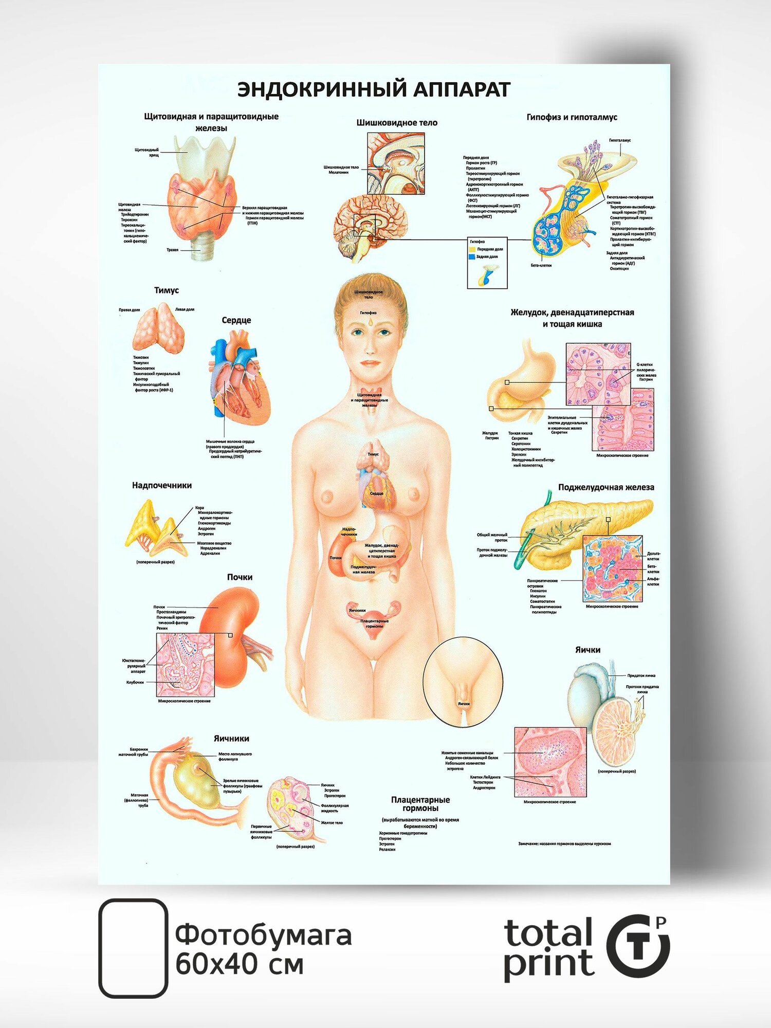 Постер на медицинскую тематику, 60х40см, Эндокринный аппарат, TotalPrint