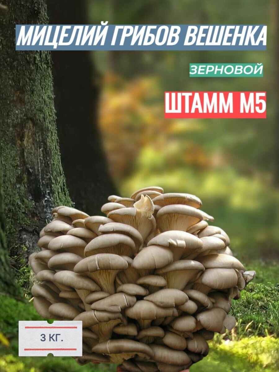 Мицелий грибов вешенка зерновой (штамм М5) - 3 кг