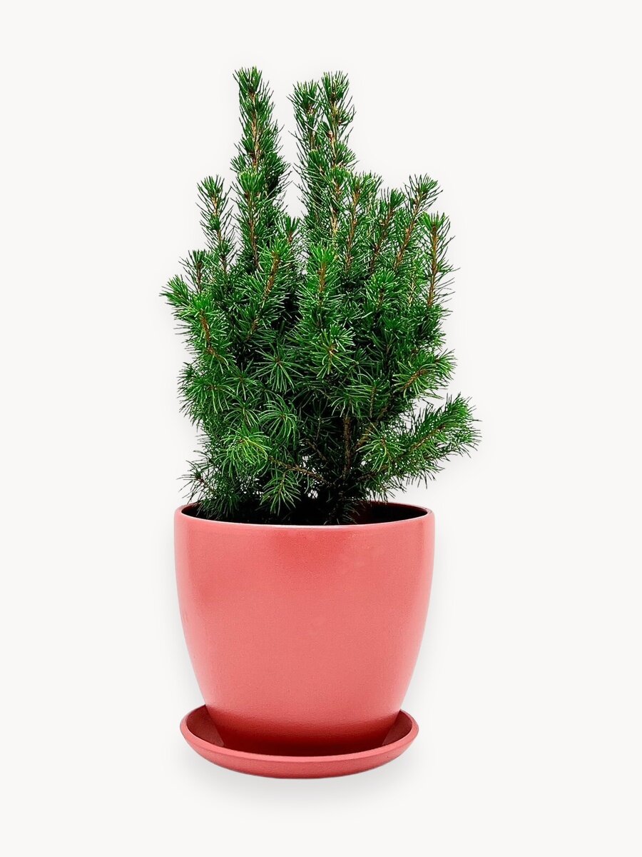 Ель живая Коника в керамическом розовом горшке с поддоном, высота композиции 30-35см
