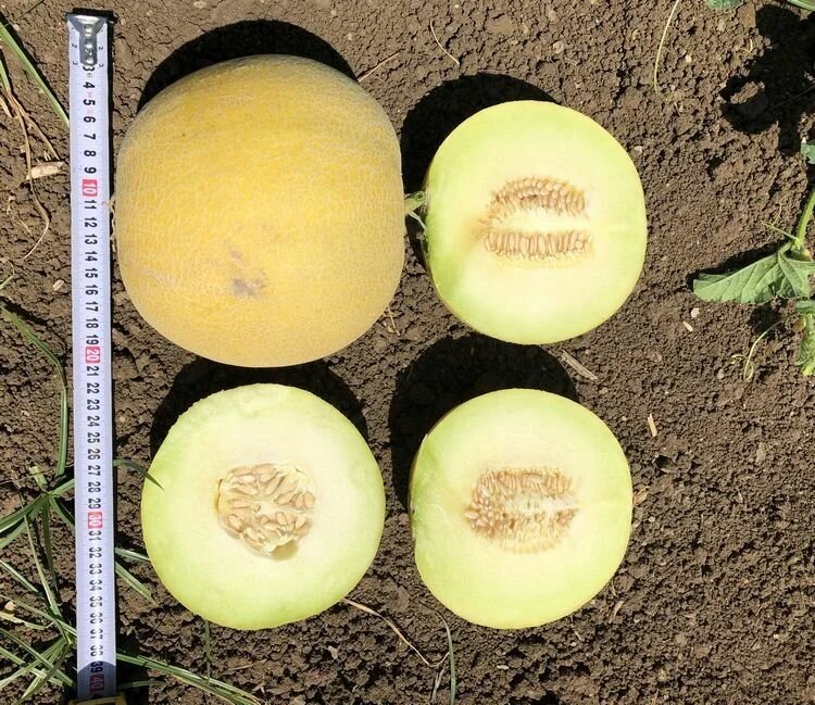 Коллекционные семена дыни Майорка F1