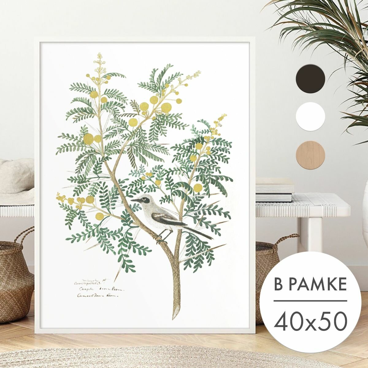 Постер 40х50 В рамке "Птица на ветке акации" для интерьера