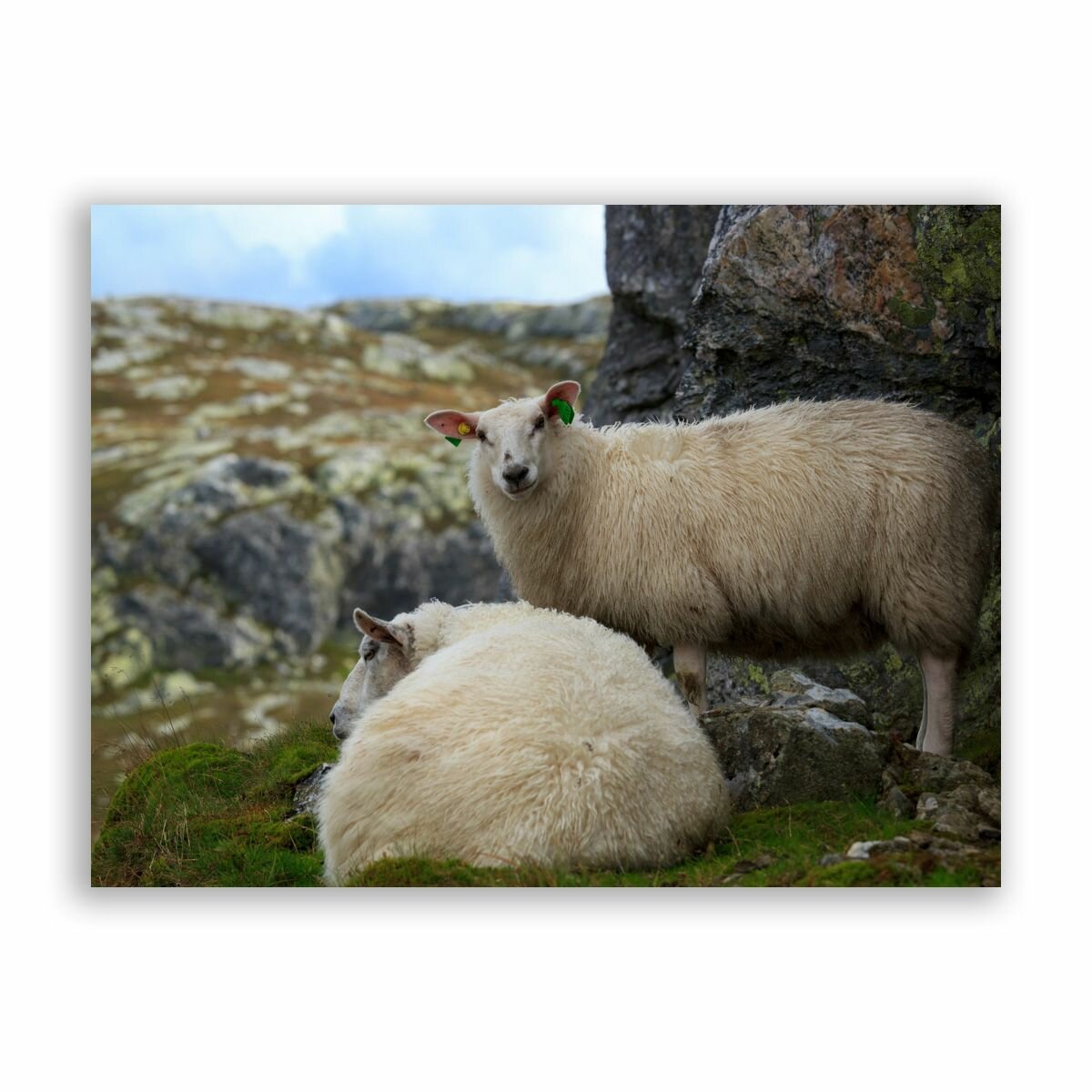 Постер, плакат на бумаге / Овцы / Размер 30 x 40 см