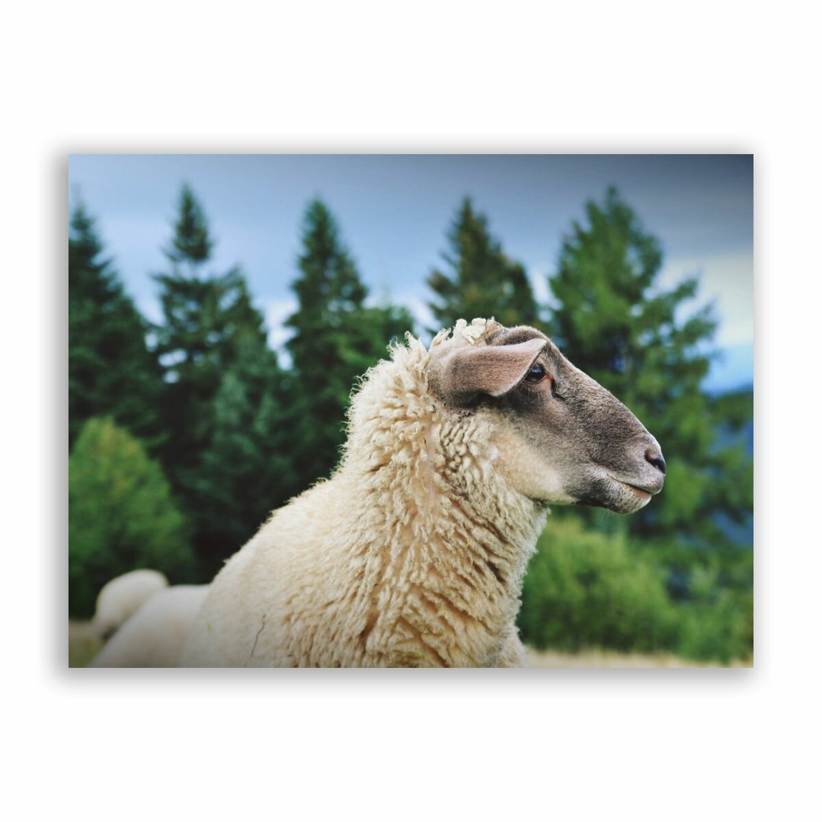 Постер, плакат на бумаге / Овцы / Размер 40 x 53 см