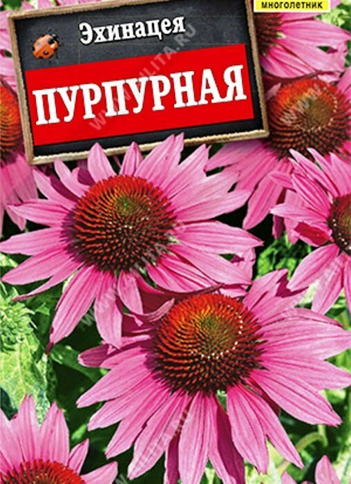 Эхинацея пурпурная (Рудбекия пурпурная)