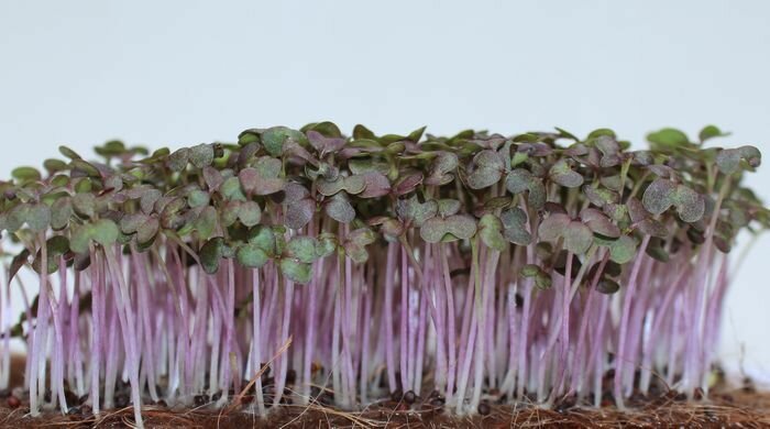 Семена Горчица листовая Фрингед Ред (микрозелень)