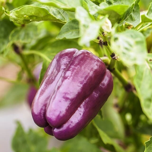 Перец Сиреневый туман (15 шт.), Гавриш, Россия