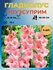 Гладиолус луковицы 5 шт.