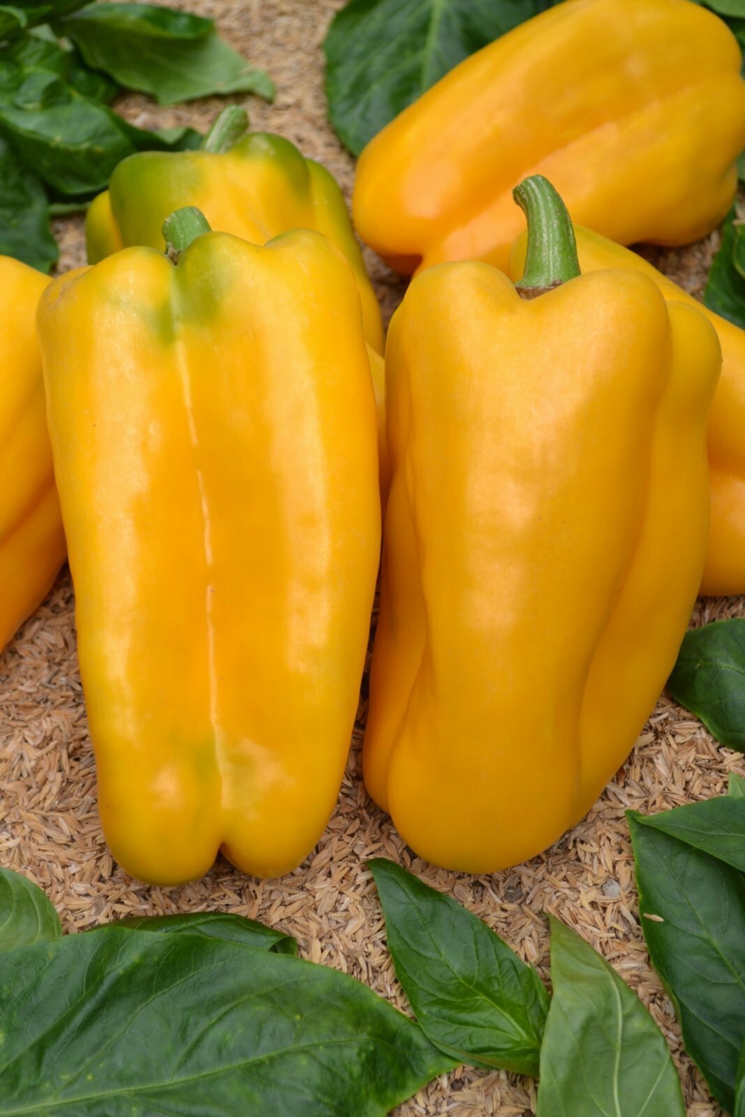 Коллекционные семена перца сладкого Какаду желтый F1